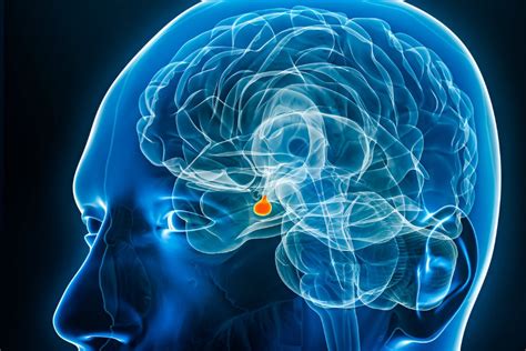 38 Facts About Pituitary Gland