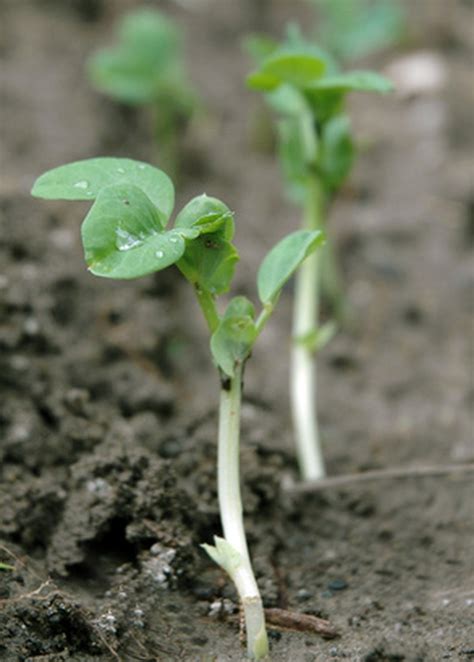 Alternatives To Nitrogen Fertilizers