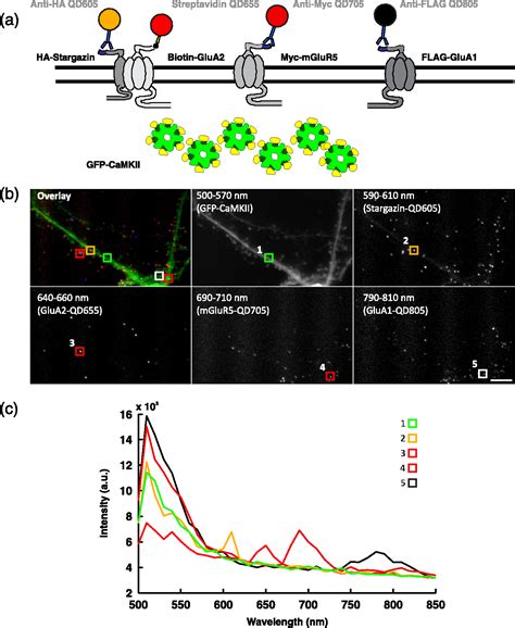 Hyperspectral Multiplex Single Particle Tracking Of Different Receptor