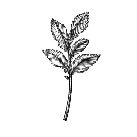 Premium Ai Image Fresh Peppermint Ai Generated