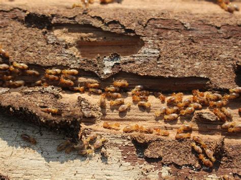 10 Gross House Bugs And How To Get Rid Of Them Readers Digest