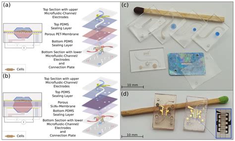 The Microfluidic Chip A Schematic Of The Microfluidic Chip From A