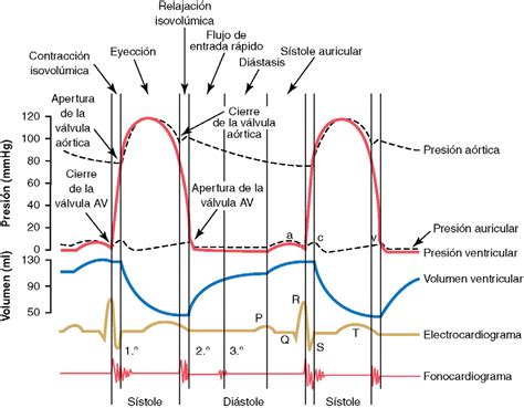 Pin En Ciclo Cardíaco