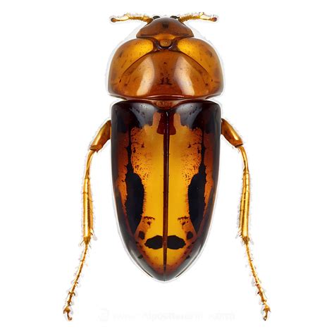 Download Fossilized Amber Insect Png 22