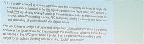 Solved Apc A Protein Encoded By A Tumor Suppressor Gene
