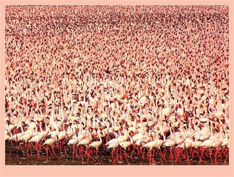 The Flamingo Population Has Been Adversely Affected In Recent Years By