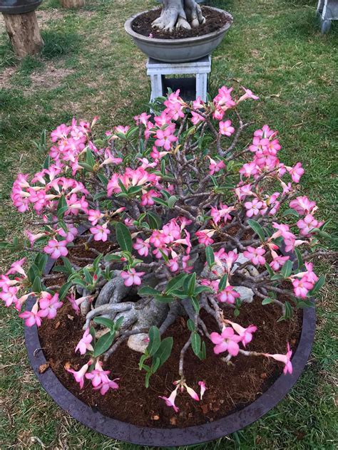 สวัสดีทุกท่านครับ แม่ไม้ต้นนี้ดอกดกๆ สวนชวนชม คุณต๋อง