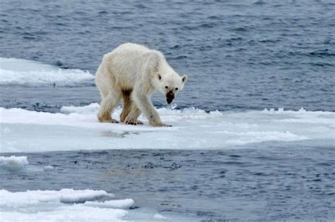 10张图片直击地球“发烧”现状，生物进化敌不过人类作法北极