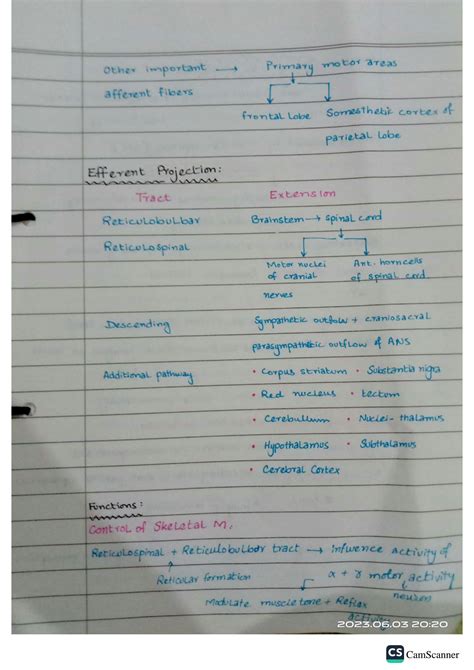 Solution Reticular Formation And Limbic System Studypool