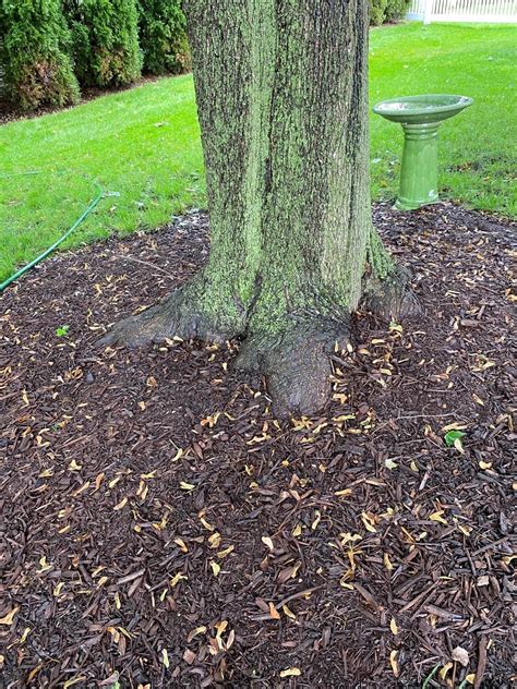 Unearthing The Hidden Threat Root Collar Disorders Homer Companies