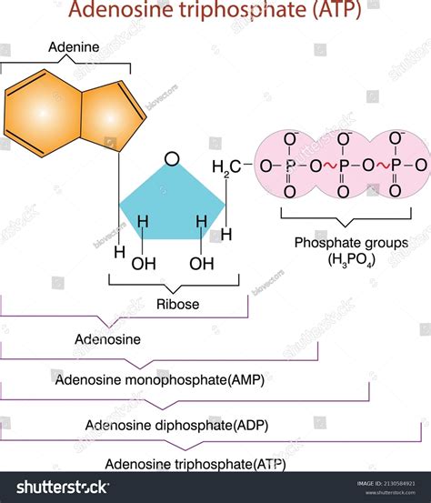atp structure labeled