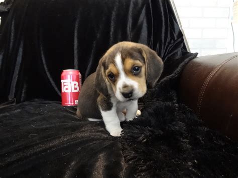Playful Pocket Beagles Puppies For Sale ~ Playful Cute Tiny Toy Beagle