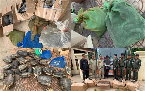 អណ្ដើក ពស់ ទន្ស ង ជាង ២០០ គីឡូក្រាម ត្រូវ សមត្ថកិច្ច ចាប់បាន លើ រថយន្តក្រុង នៅ កំពង់ ធំ