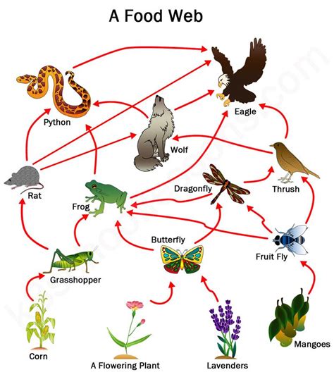 Food Chains And Food Webs Covers Ks2 Science Food Chains And Food Webs