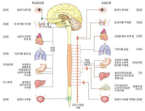 자율신경 이상 자율신경실조증 자율신경기능이상 교감신경항진증 교감신경vs부교감신경 네이버 블로그