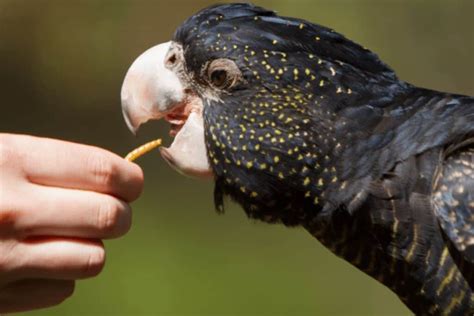 Magnificant Red Tailed Black Cockatoo Cockatoo Birding Guide