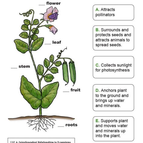 Plant Pollination And Seed Spreading Interdependent Relationships In