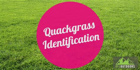 How To Identify Quackgrass Fast And Easy Gfl Outdoors