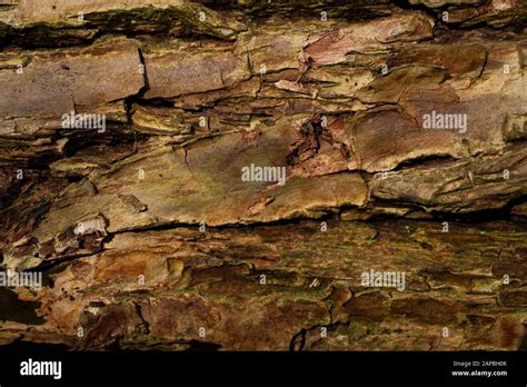 Brown Tree Bark With A Great Structure As Background Stock Photo Alamy