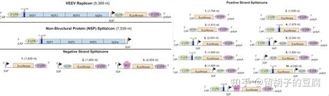 综述 自复制rna质粒载体序列优化设计策略 知乎