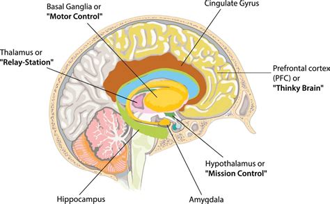 Dorsomedial Prefrontal Cortex