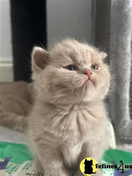 british sh blue female