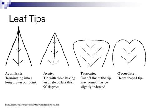 PPT Leaf Identification Topic A And D Amanda Trutsch PowerPoint Presentation ID