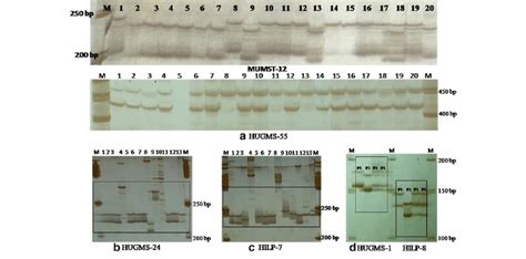 Amplification Profiles Generated By Newly Developed Markers A Download Scientific Diagram