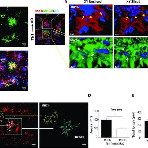 Pdf Cd4 T Cells Induce A Subset Of Mhcii Expressing Microglia That Attenuates Alzheimers