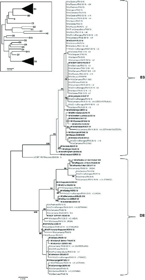 phylogenetic tree constructed by using the maximum likelihood method