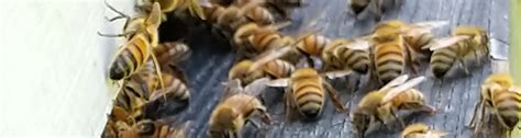Complex World Of Honey Bees Colony Structure Extra Mile Pest Control And Lawn Solution