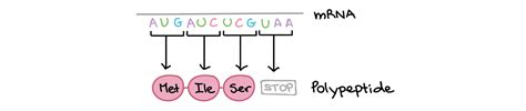 the triplet code genetic code mcat content