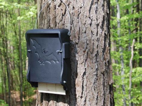 Bat Boxes For Bat Conservation