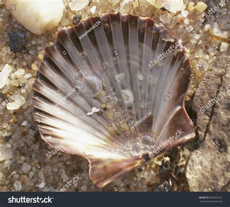 Scallop Shell Water Stock Photo Shutterstock