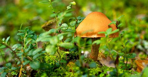 집 밖의 균류 균류학 녹색 녹지 매크로 버섯 북유럽 산림 버섯 삼림지대 생물 다양성 생태 셀렉티브 포커스 숲 숲 바닥 식물군 식물학 아포