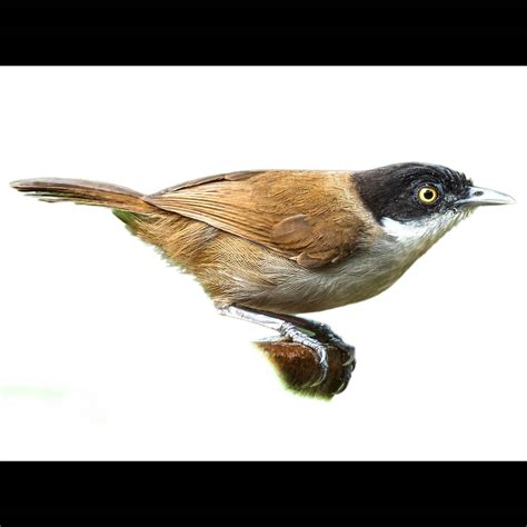 Dark Fronted Babbler Dumetia Atriceps Identification Birda