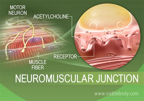 Skeletal Muscle Action Potential