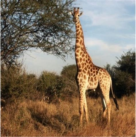 Evolution And Natural Selection Flashcards Quizlet