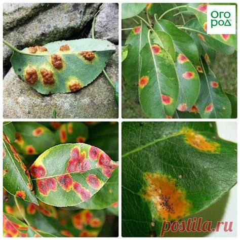 Если на грушу напала ржавчина Дачные советы Постила