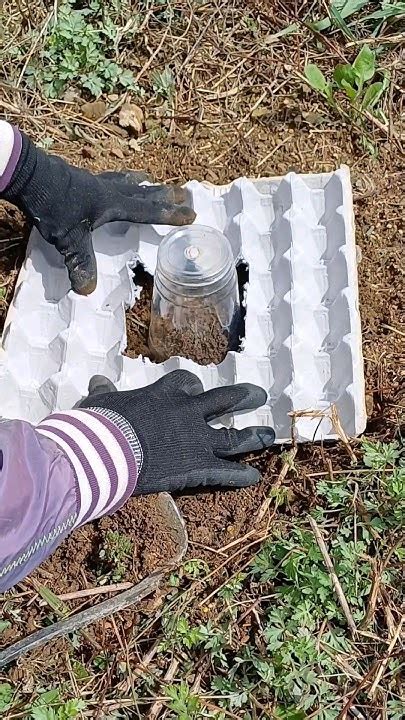 잡초 자갈밭 단호박 파종 잡초예방 보온 주말농장 Youtube