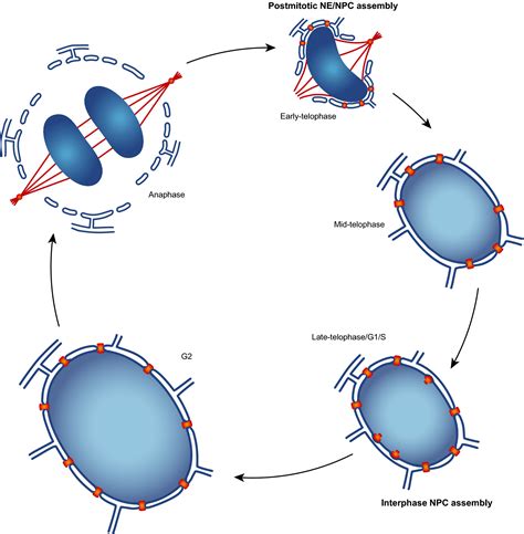 Nuclear Envelope In Mitosis