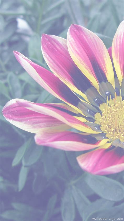 かっこいい花 ＆ 小さな花待ち受け スマホ壁紙