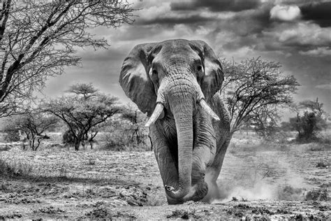 African Bush Elephant Elephant De Savane Dafrique Photographic Print For Sale