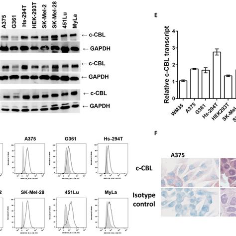 Melanoma Cells Exhibit C Cbl Expression In Cell Lines Immunoblots