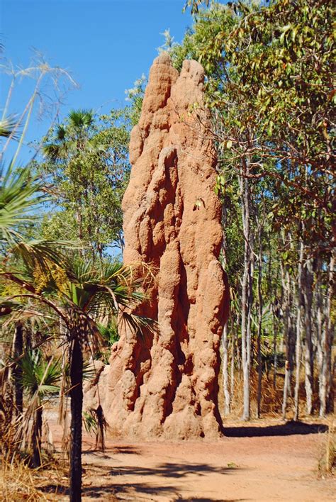 What Does A Termite Mound Look Like