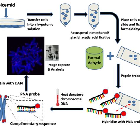 Difference Between Probe And Primer Definition Design Importance Similarities And Differences