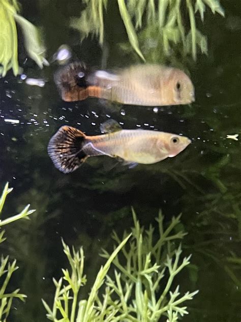 Looked It Up And Supposedly Clear Stringy Poop Means That The Fish Has