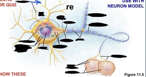 neuron structure flashcards quizlet