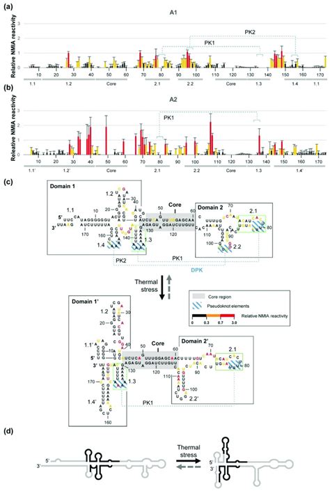 Structural Analysis Of The Criter A Telomeric Transcript By Shape