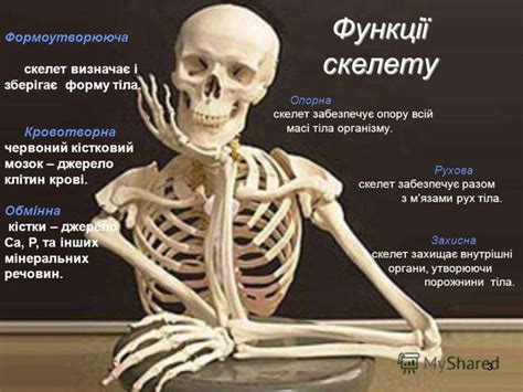 Кістки лицевого і мозкового відділу черепа презентация онлайн